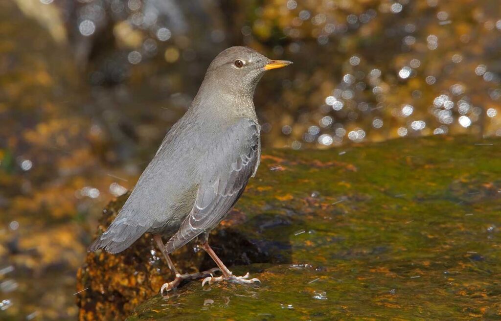 Ants - Sierra Nevada Aquatic Research Laboratory