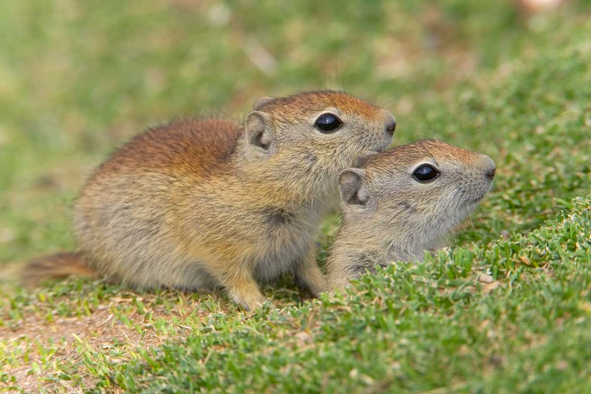 Home - Sierra Nevada Aquatic Research Laboratory