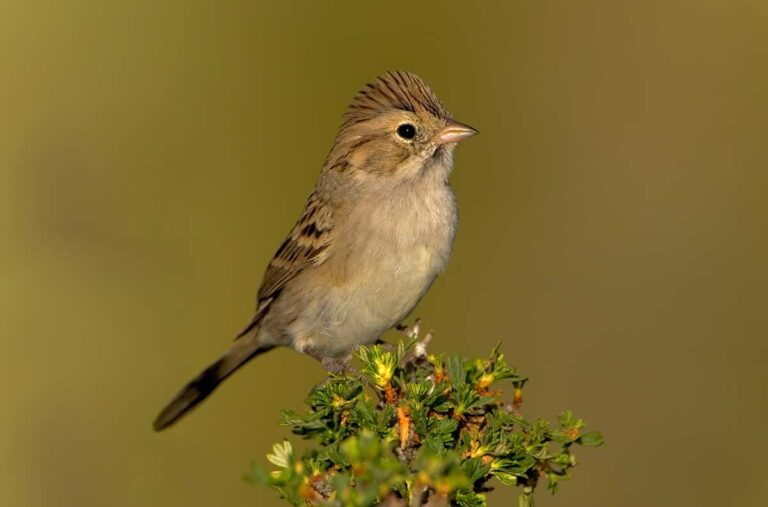 Home - Sierra Nevada Aquatic Research Laboratory