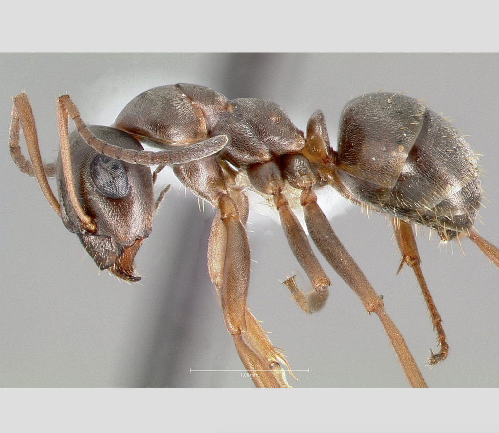 Ants - Sierra Nevada Aquatic Research Laboratory