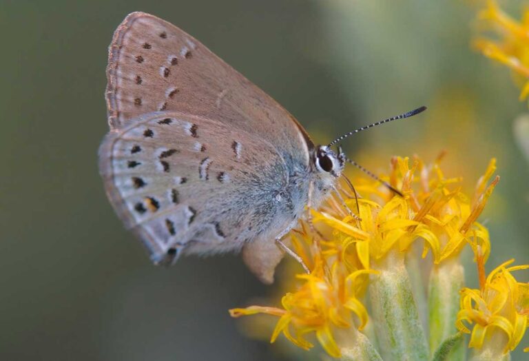 Home - Sierra Nevada Aquatic Research Laboratory