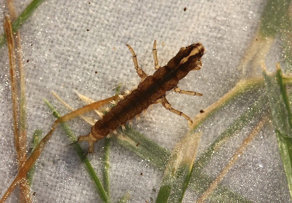 Ants - Sierra Nevada Aquatic Research Laboratory