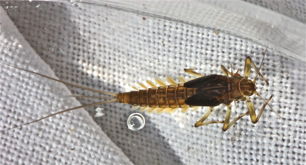Baetis Sp Sierra Nevada Aquatic Research Laboratory
