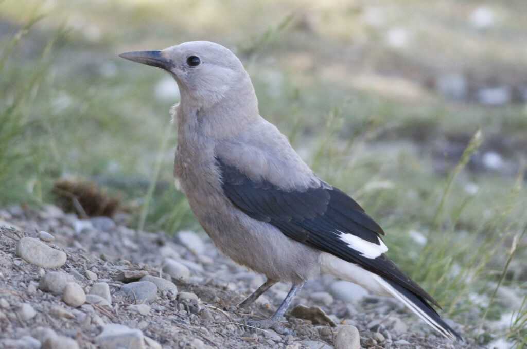 Clark's Nutcracker - Sierra Nevada Aquatic Research Laboratory
