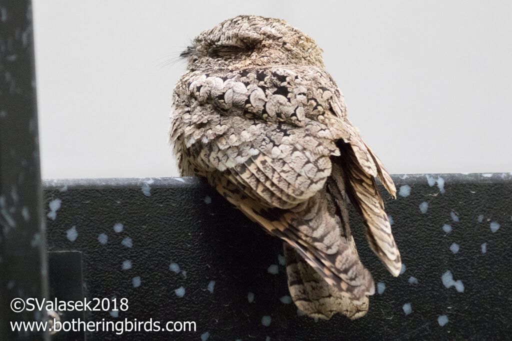 Common Poorwill - Sierra Nevada Aquatic Research Laboratory