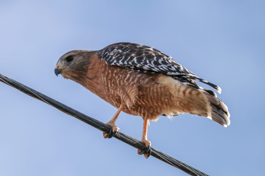 Coopers Hawk - Sierra Nevada Aquatic Research Laboratory