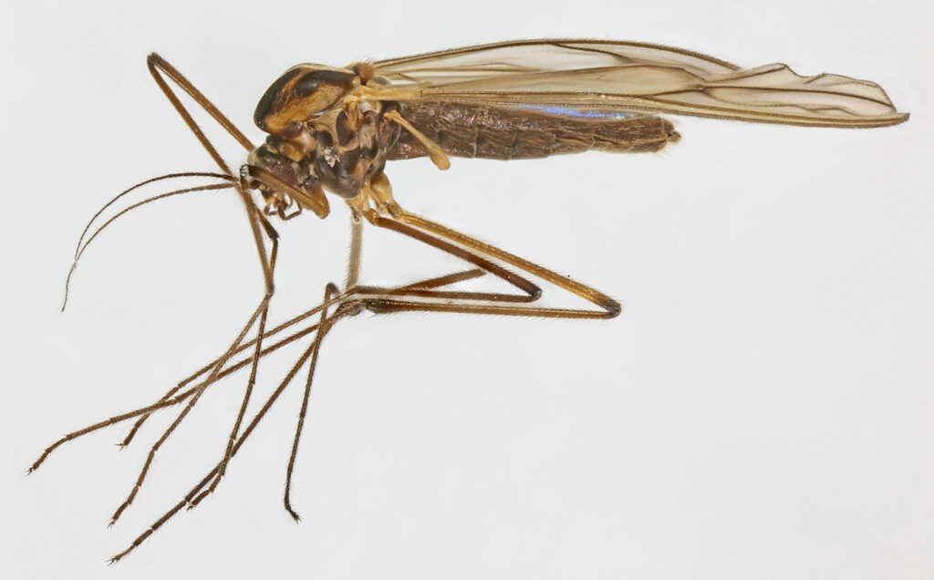Macroinvertebrates - Sierra Nevada Aquatic Research Laboratory