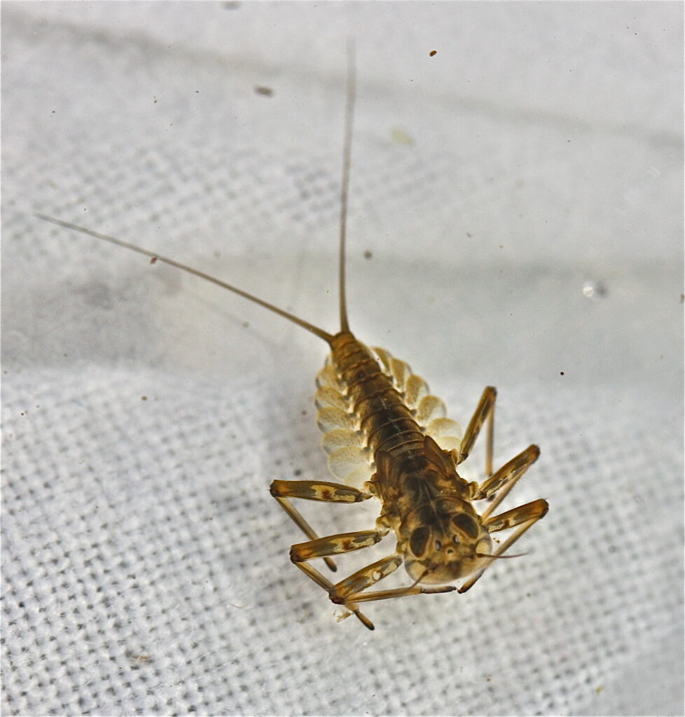 Macroinvertebrates - Sierra Nevada Aquatic Research Laboratory