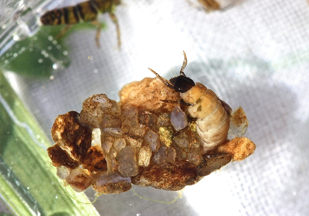 Macroinvertebrates - Sierra Nevada Aquatic Research Laboratory