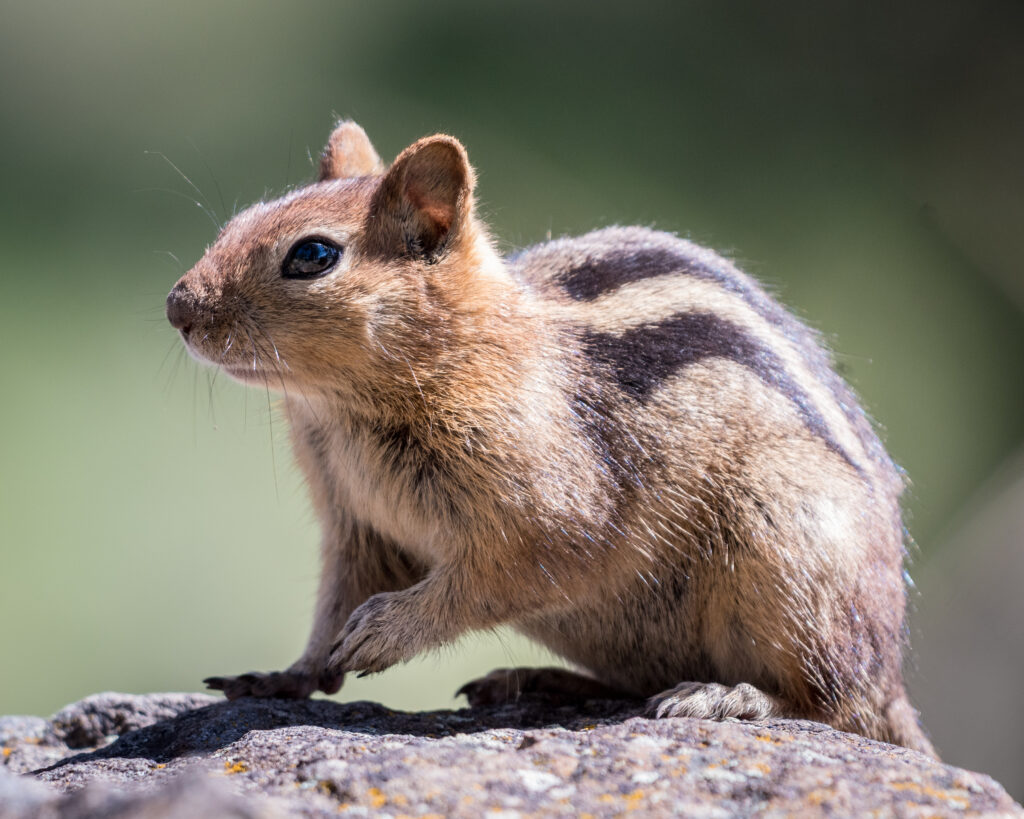 Golden-mantled Ground Squirrel - Sierra Nevada Aquatic Research Laboratory