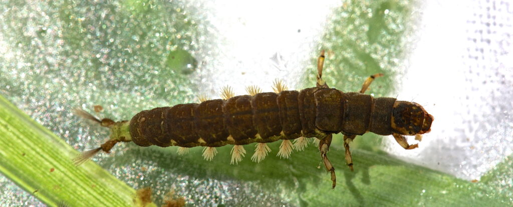Hydropsyche sp. - Sierra Nevada Aquatic Research Laboratory