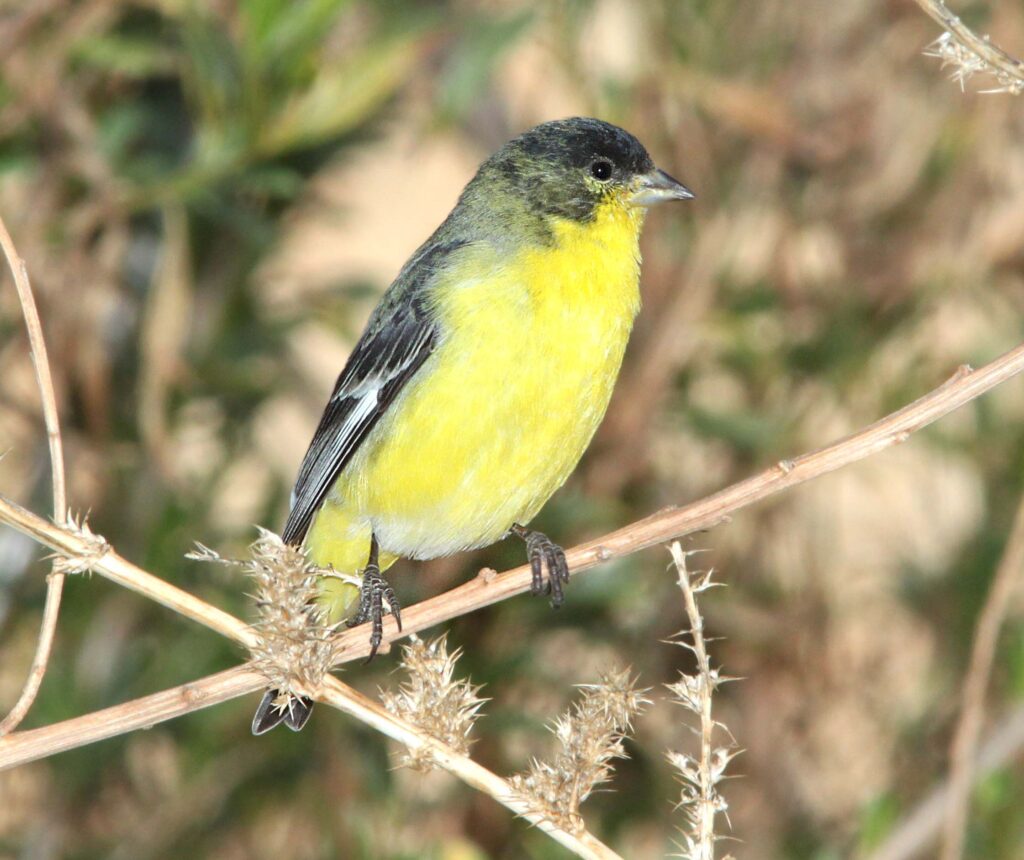 Lesser Goldfinch - Sierra Nevada Aquatic Research Laboratory
