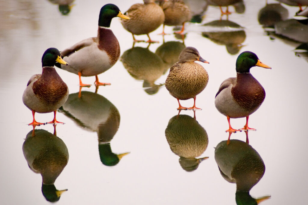 Mallard - Sierra Nevada Aquatic Research Laboratory