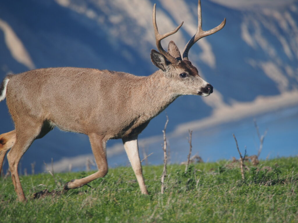 Mule Deer - Sierra Nevada Aquatic Research Laboratory