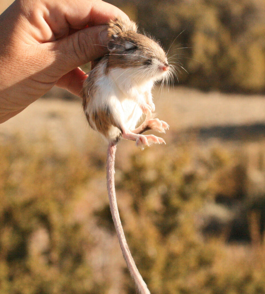 Panamint Kangaroo Rat - Sierra Nevada Aquatic Research Laboratory