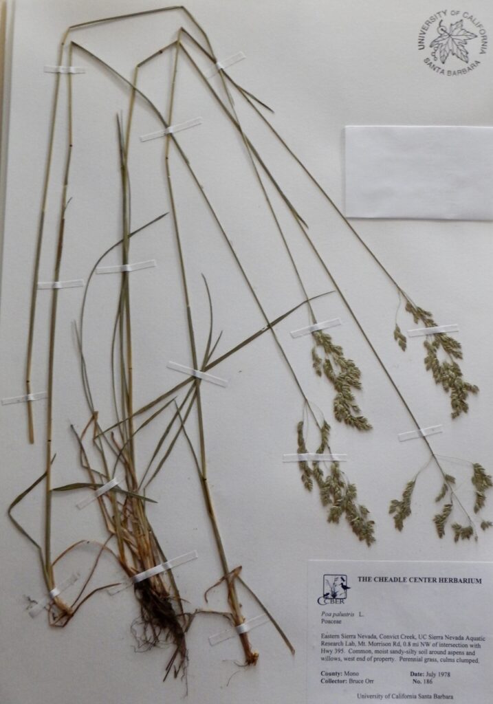 Poa palustris - Fowl Bluegrass - Sierra Nevada Aquatic Research Laboratory