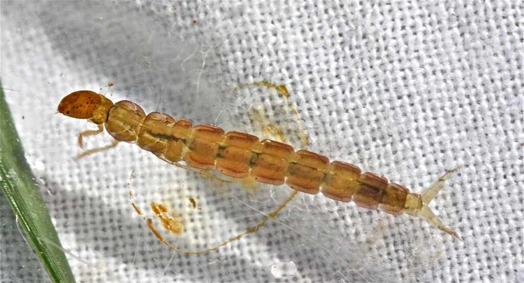 Polycentropus sp. - Sierra Nevada Aquatic Research Laboratory