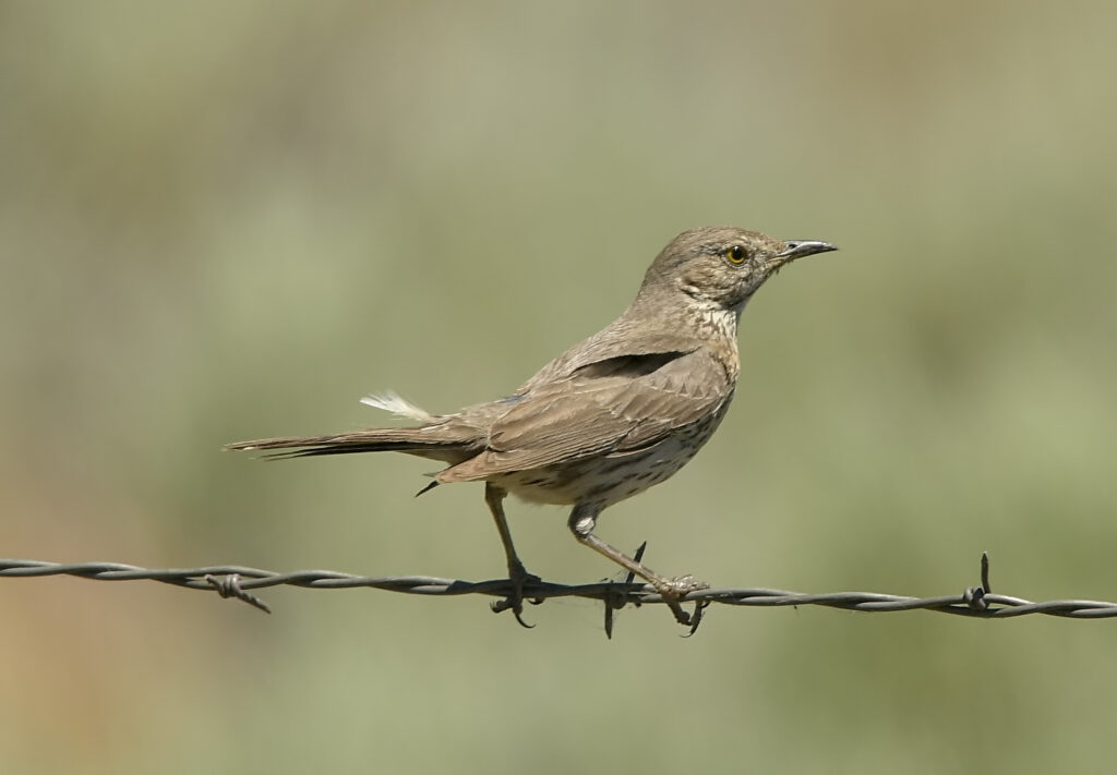 Sage Thrasher - Sierra Nevada Aquatic Research Laboratory