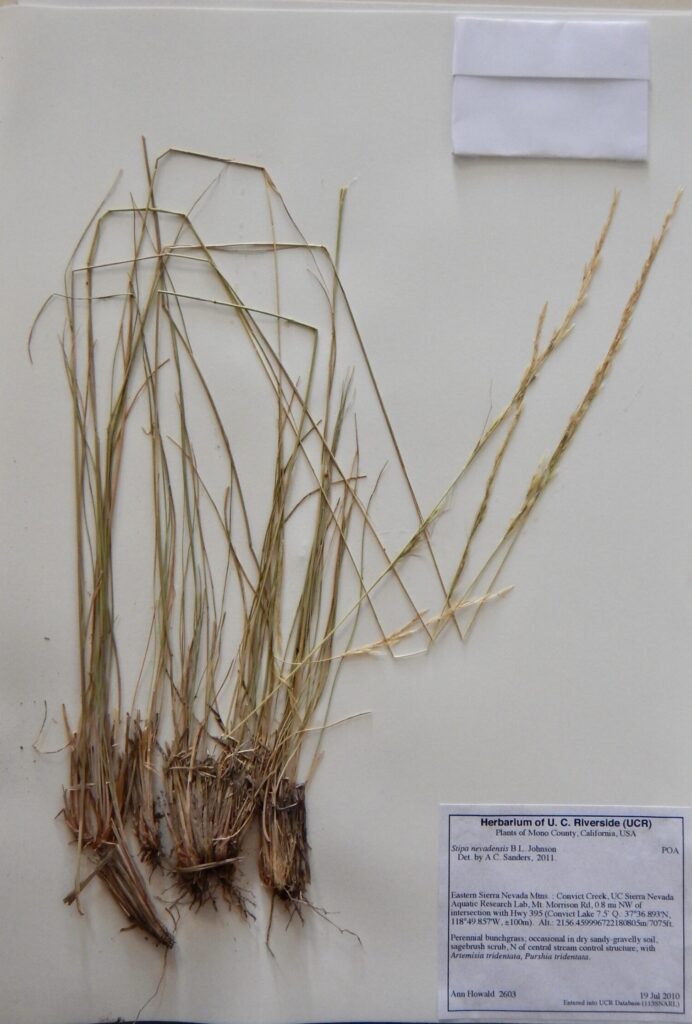 Stipa nevadensis - Sierra Nevada Aquatic Research Laboratory