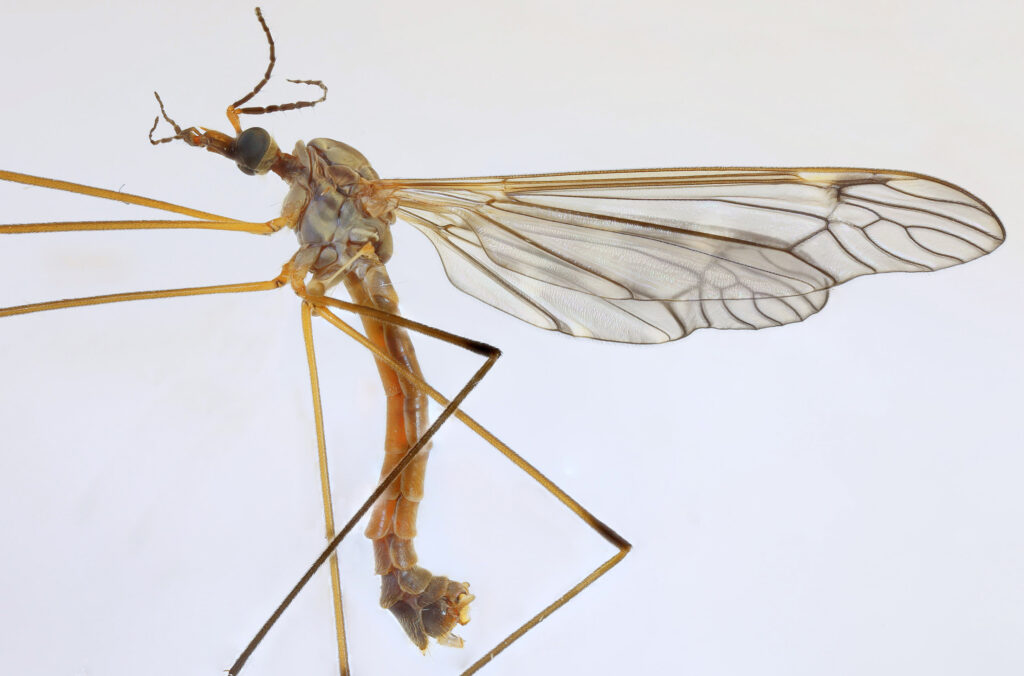 Tipula sp. - Sierra Nevada Aquatic Research Laboratory