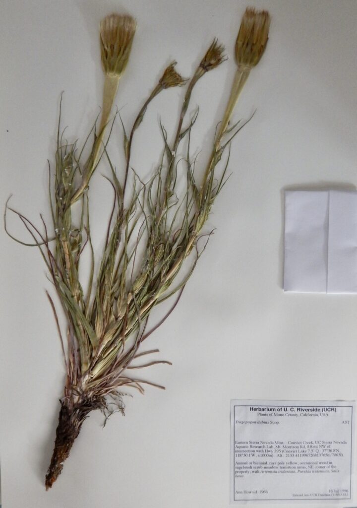 Tragopogon dubius - Sierra Nevada Aquatic Research Laboratory