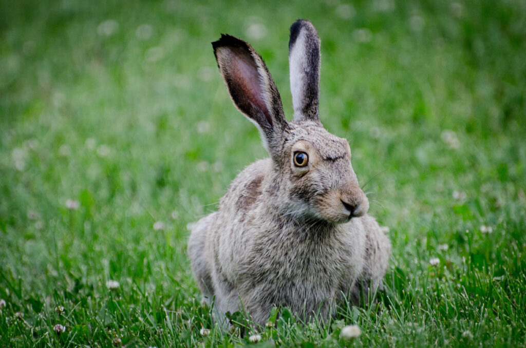 White-tailed Jack Rabbit - Sierra Nevada Aquatic Research Laboratory