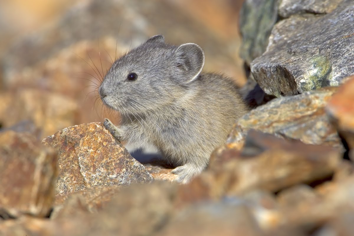 Natural Resources - Sierra Nevada Aquatic Research Laboratory